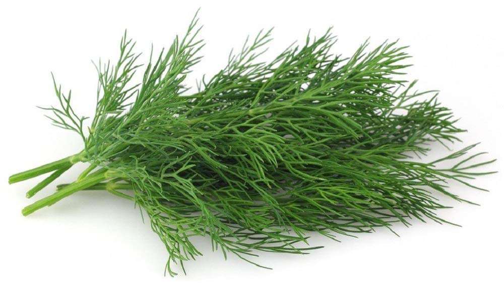 Buy Online Fresh Dill Leaves Vegetable in Dubai | Freshleaf UAE