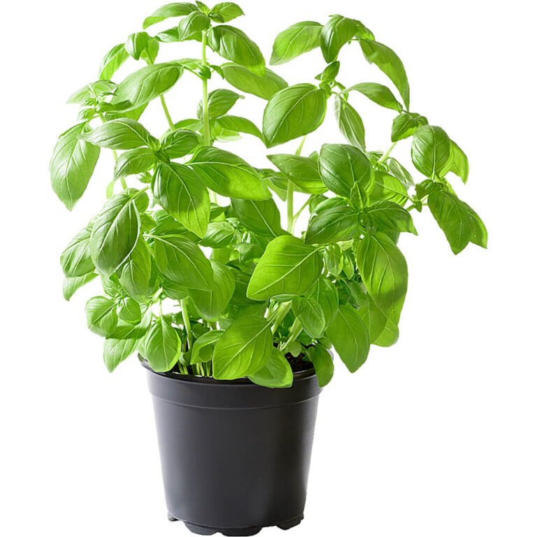 Basil Pot - Fresh Leaf UAE
