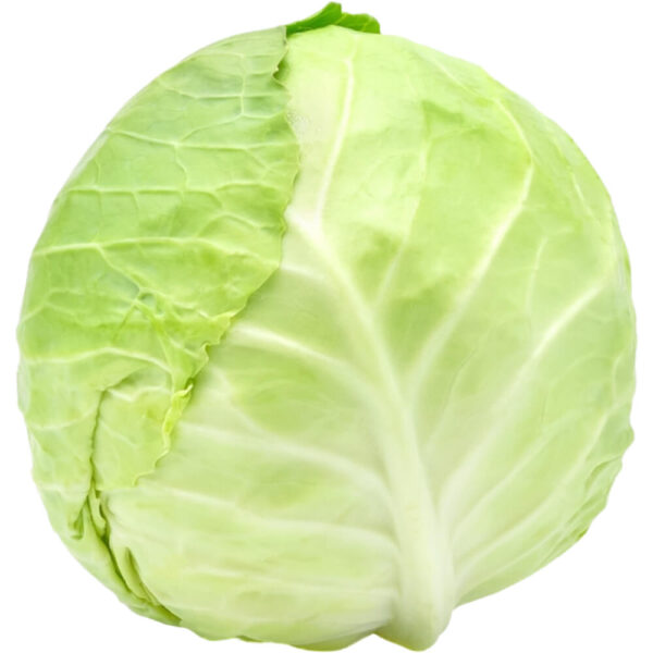 Cabbage White - Fresh Leaf UAE