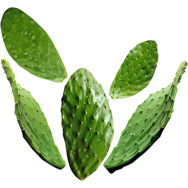 Buy Fresh Cactus Prickly | Nopal Online all over UAE- Fresh Leaf UAE