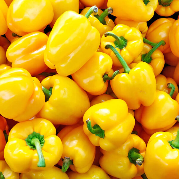 Capsicum Yellow - Fresh Leaf UAE