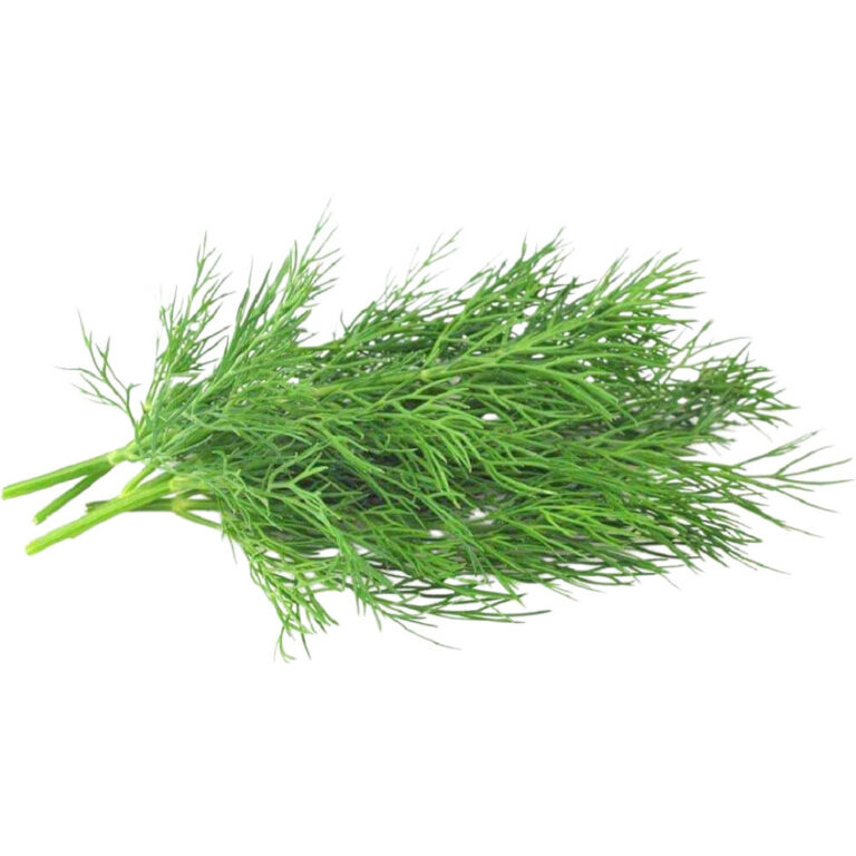 Buy Online Fresh Dill Leaves Vegetable in Dubai | Freshleaf UAE