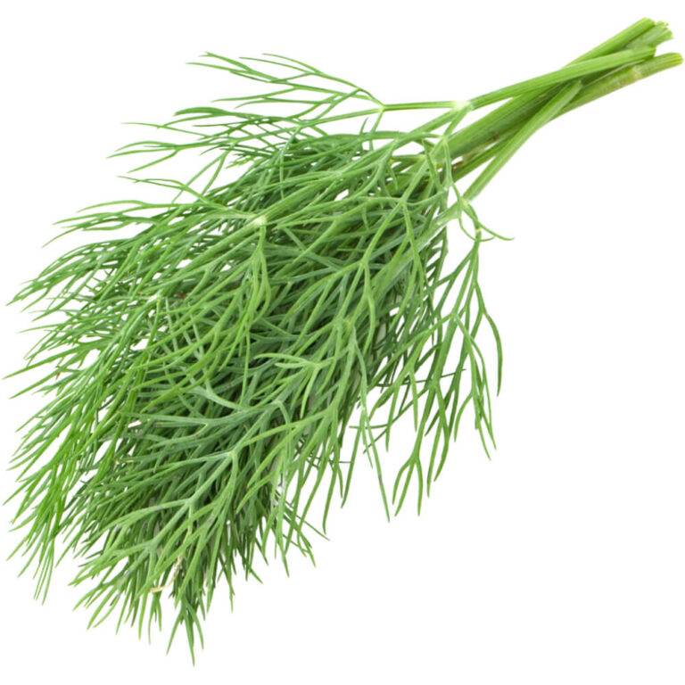 Buy Online Fresh Dill Leaves Vegetable in Dubai | Freshleaf UAE
