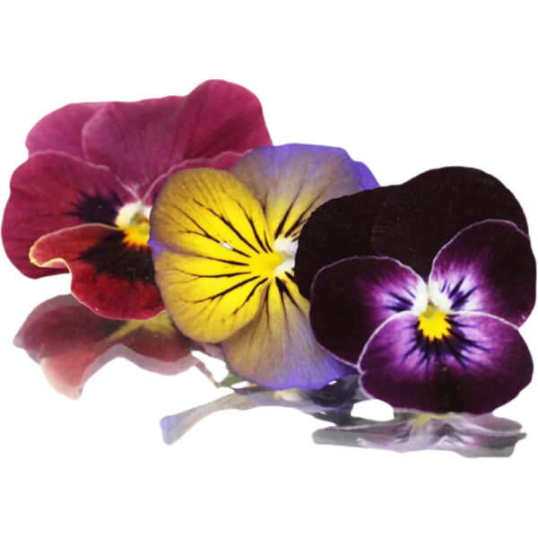 Buy Fresh Edible Flowers Online in Dubai UAE -Fresh Leaf UAE