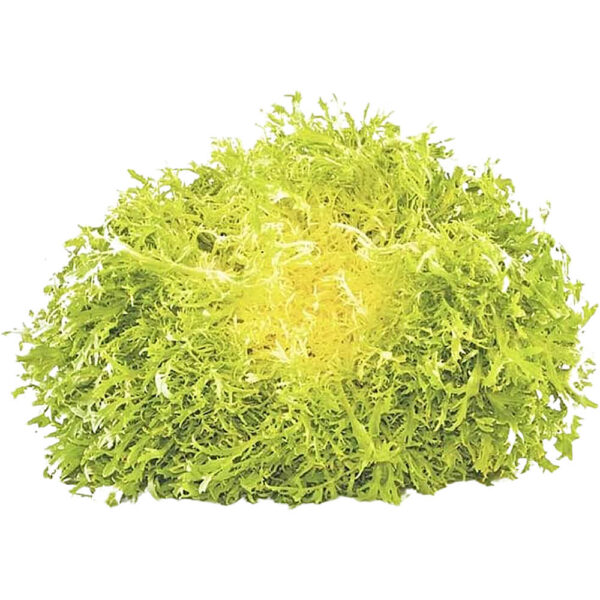Lettuce Frisee Yellow - Fresh Leaf UAE
