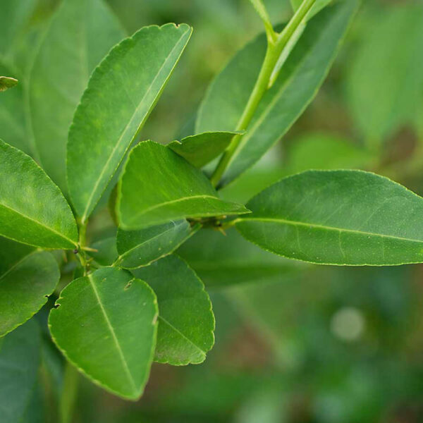 Buy Fresh Lime Leaves Online in Dubai