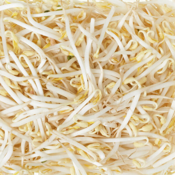 Micro Bean Sprout - Fresh Leaf UAE