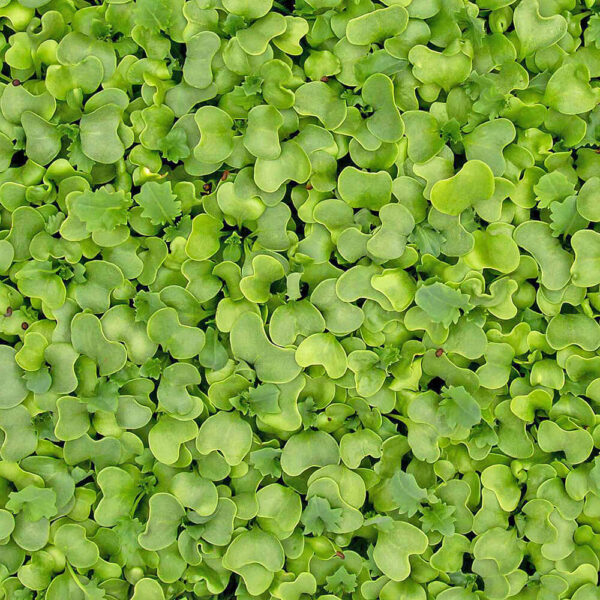 Micro Kale - Fresh Leaf UAE