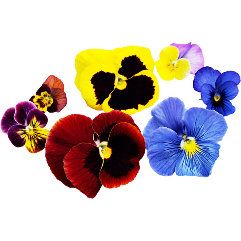 Best Mixed Viola in Dubai | FreshLeaf UAE