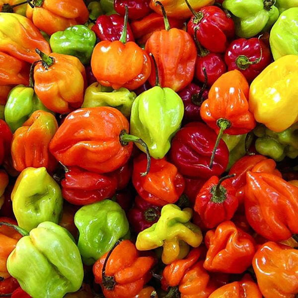 Buy Scotch Bonnet Chilli: Caribbean Flavor | Fresh Leaf UAE