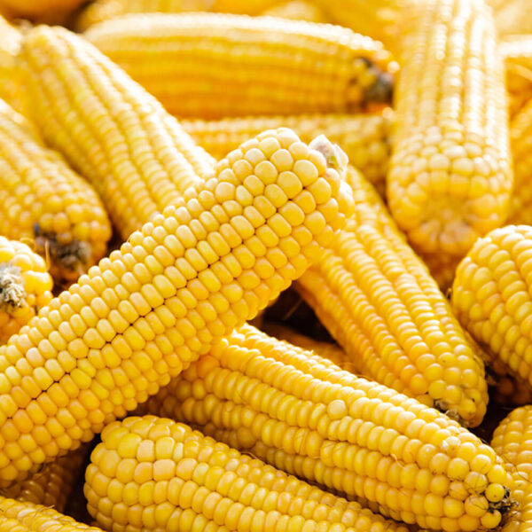 Sweet Corn - Fresh Leaf UAE