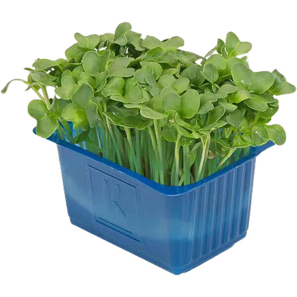 Wasabi Cress Microgreens - Fresh Leaf UAE