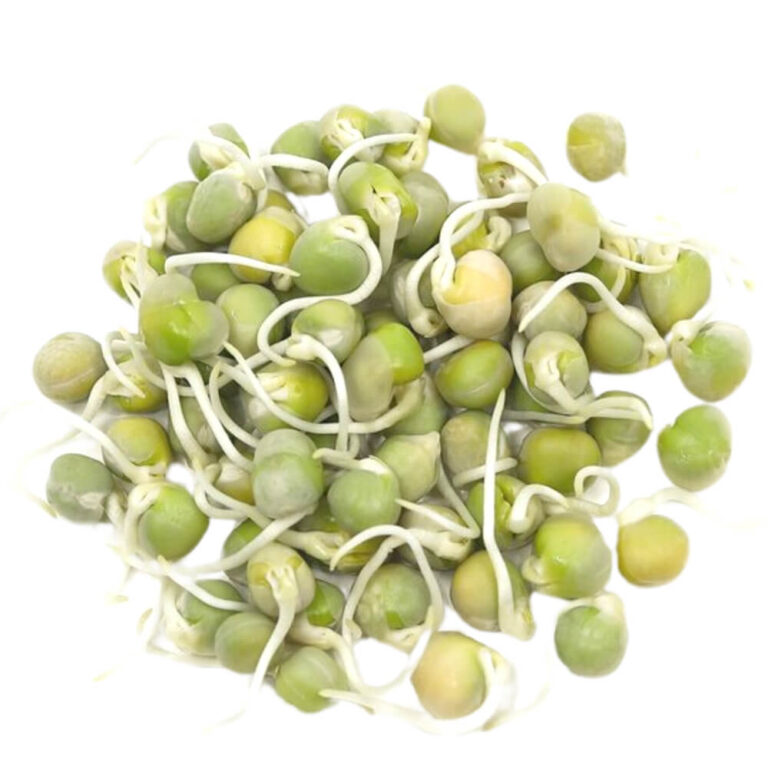 Green Pea Sprouts - Fresh Leaf UAE